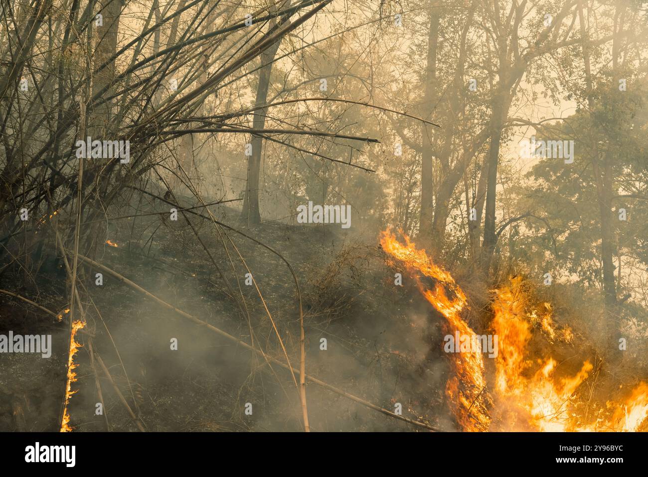 Bamboo rubbing together in windy day cause forest fire Stock Photo - Alamy