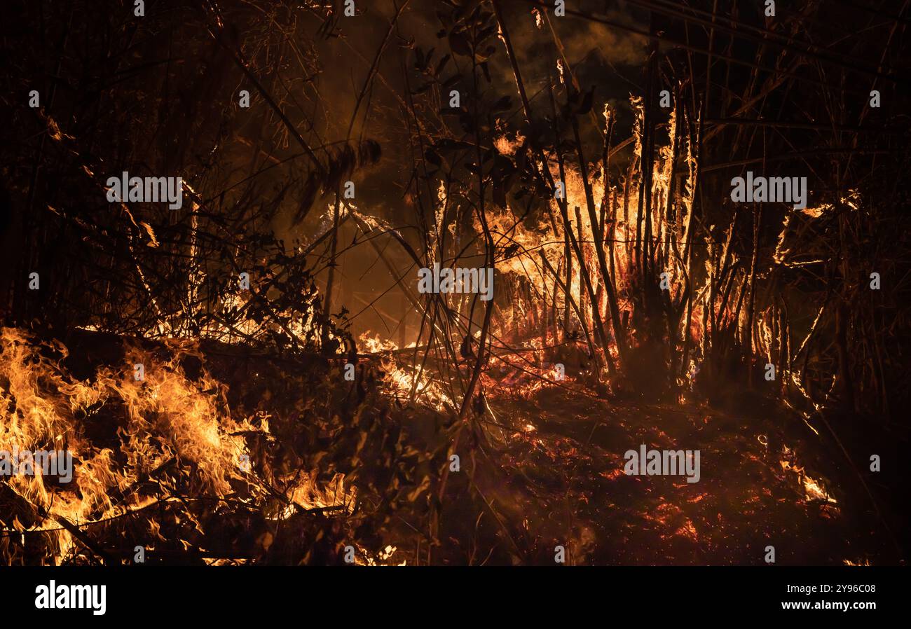Bamboo rubbing together in windy day cause forest fire Stock Photo - Alamy