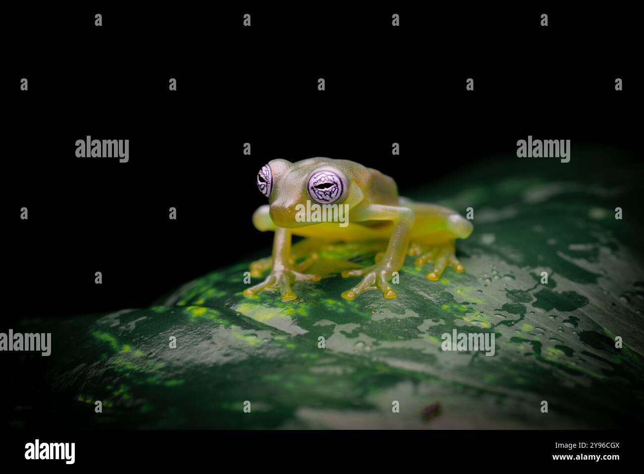 Glass Frog (Centrolenidae) of Costa Rica Stock Photo - Alamy
