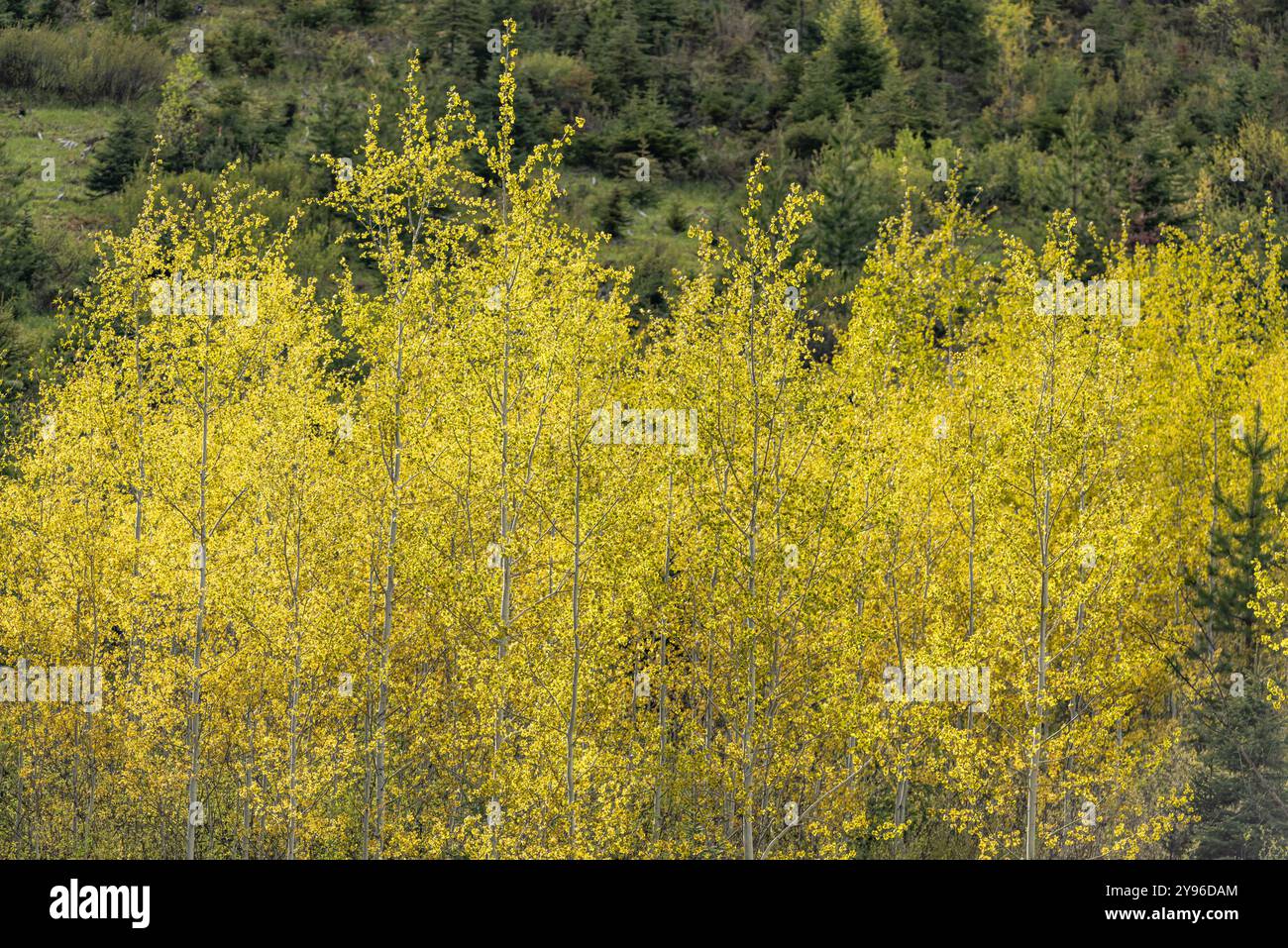 Close up view of boreal forest in Alberta with fall coloured aspen ...