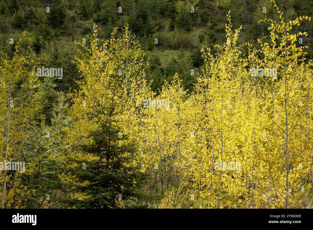 Close up view of boreal forest in Alberta with fall coloured aspen ...