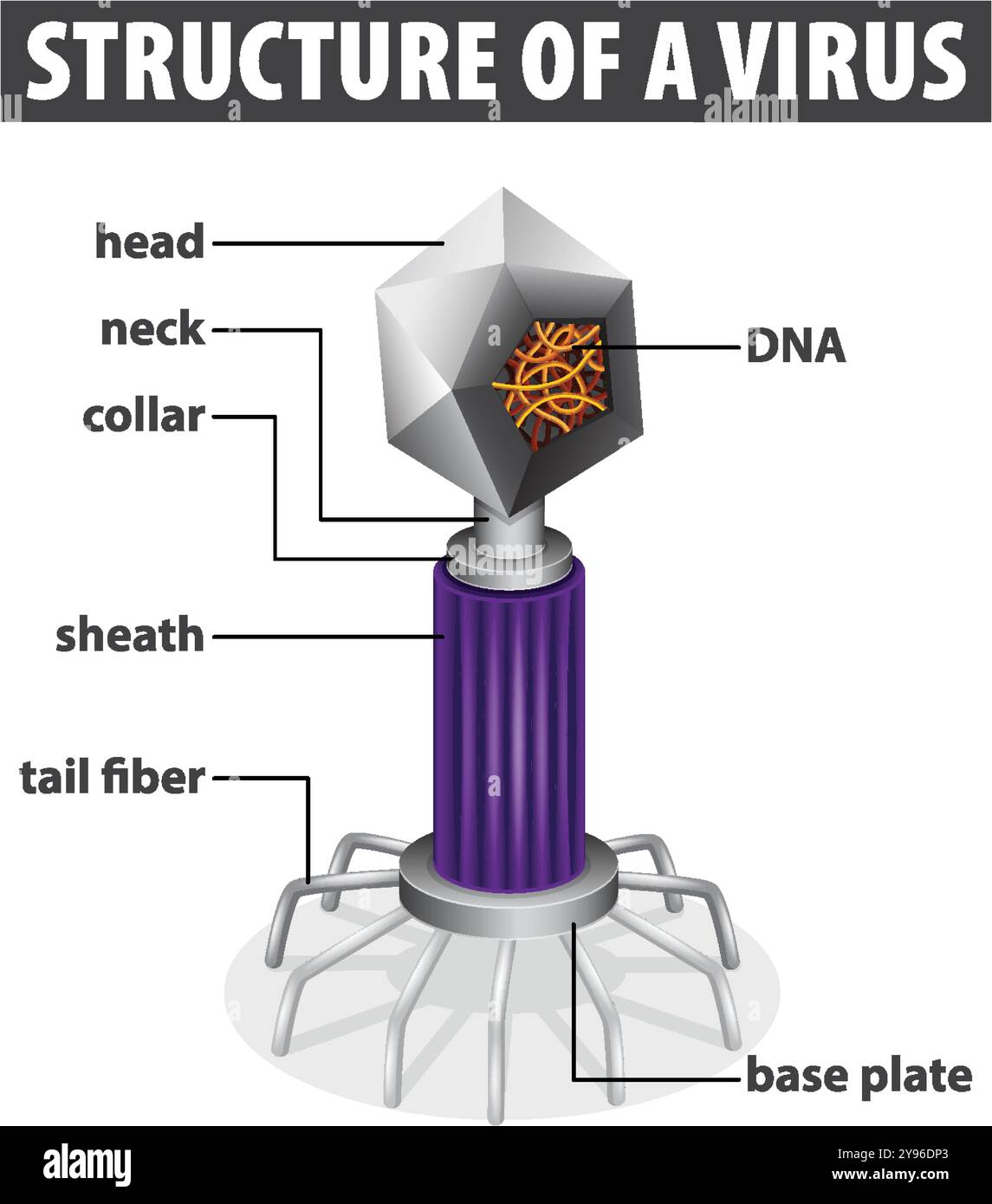 Detailed diagram of a virus structure Stock Vector Image & Art - Alamy