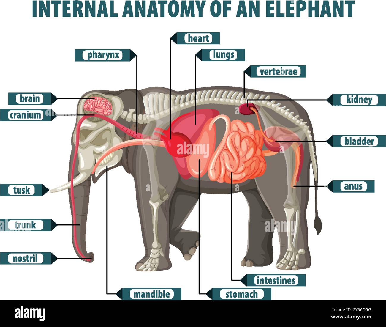 Detailed illustration of elephant's internal organs Stock Vector Image ...