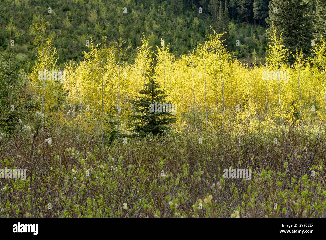 Close up view of boreal forest in Alberta with fall coloured aspen ...