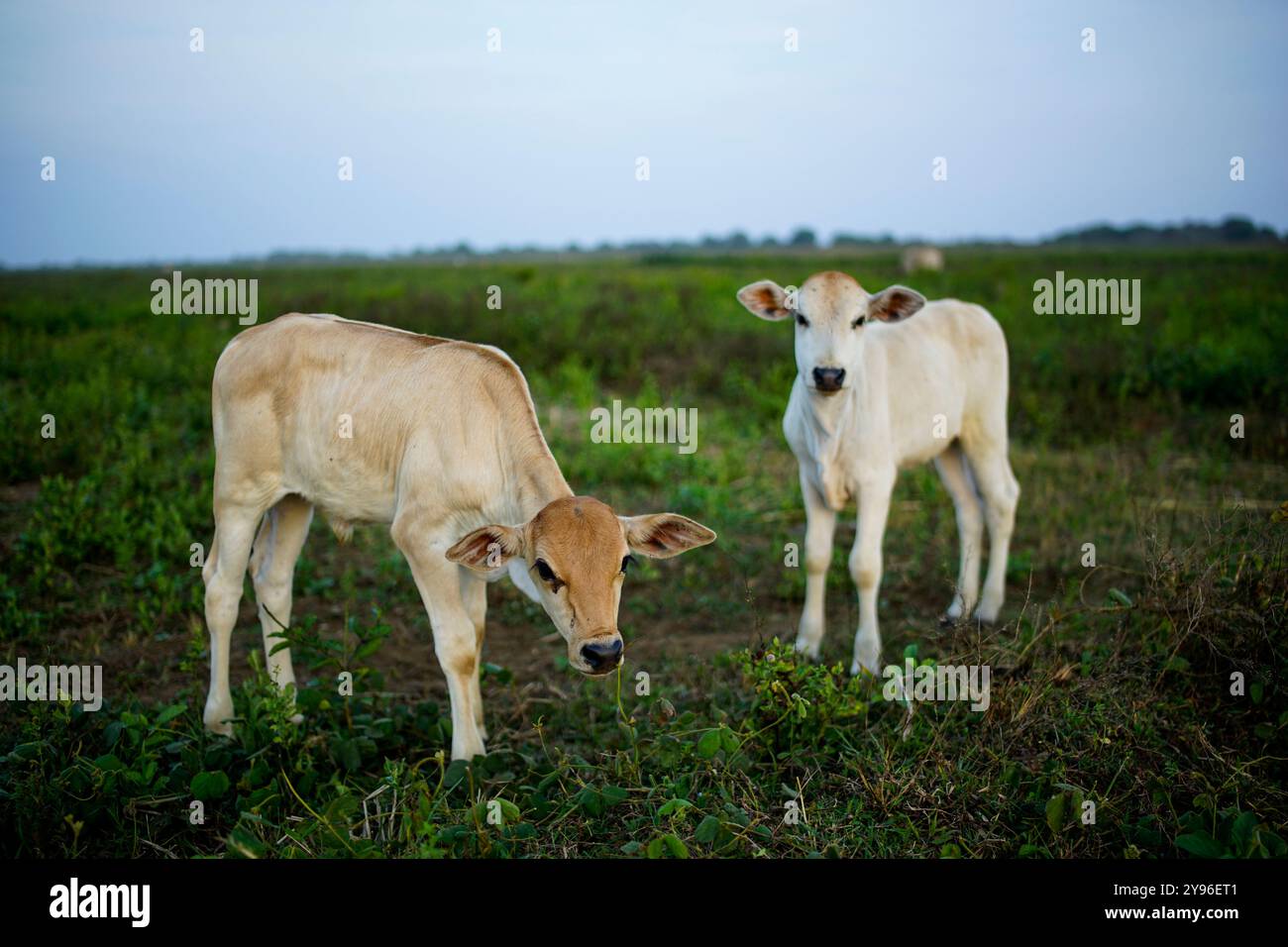 two female calves in a green field with a blur background Stock Photo ...