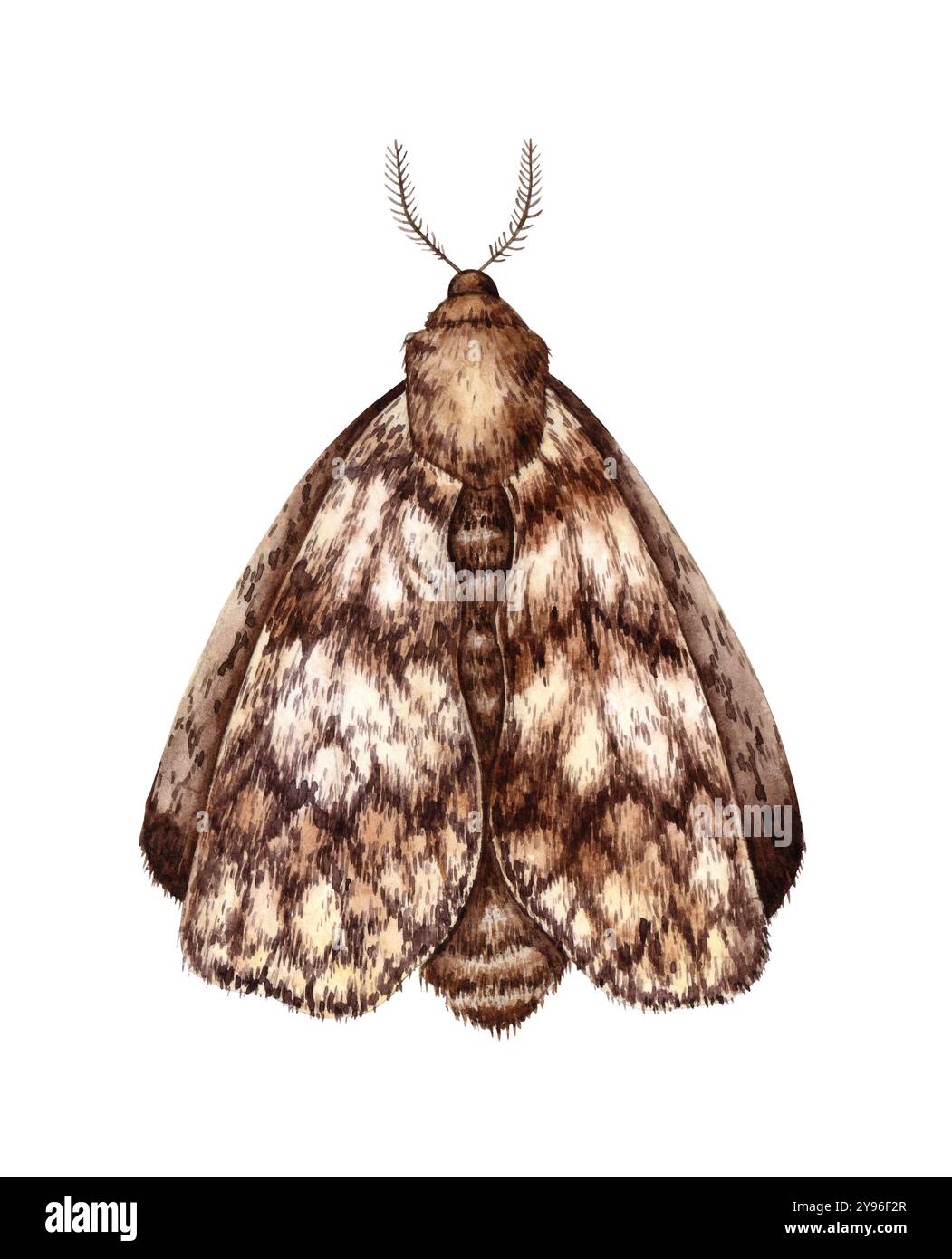 Gray brown moth moth with folded wings watercolor illustration ...