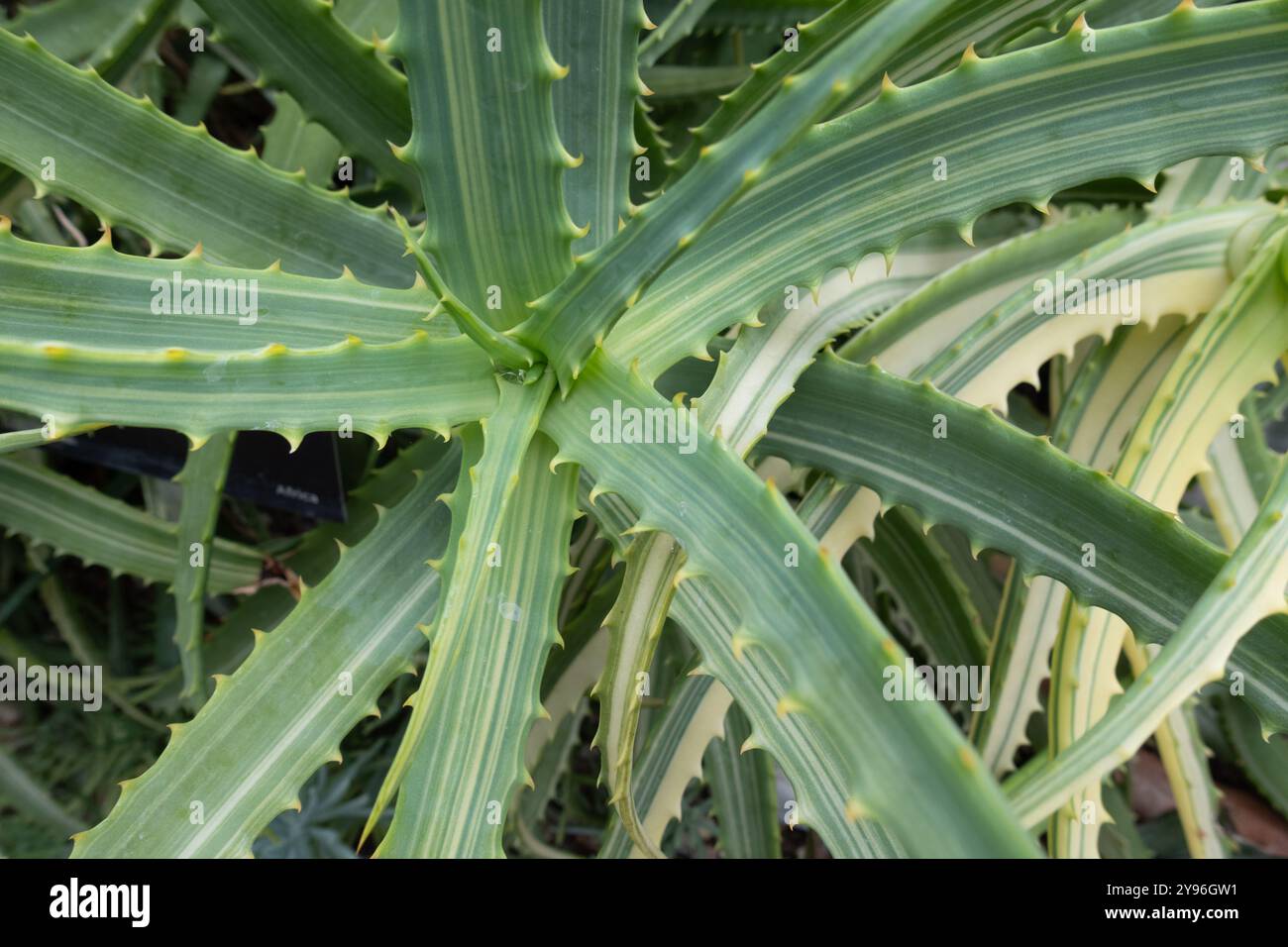 Gasteria Maculata Succulent Plant with Variegated Triangular Leaves ...