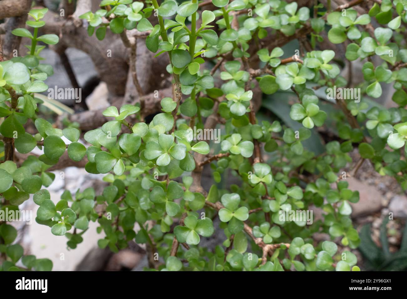Elephant Bush (Portulacaria Afra) Perennial Succulent Shrub from South ...