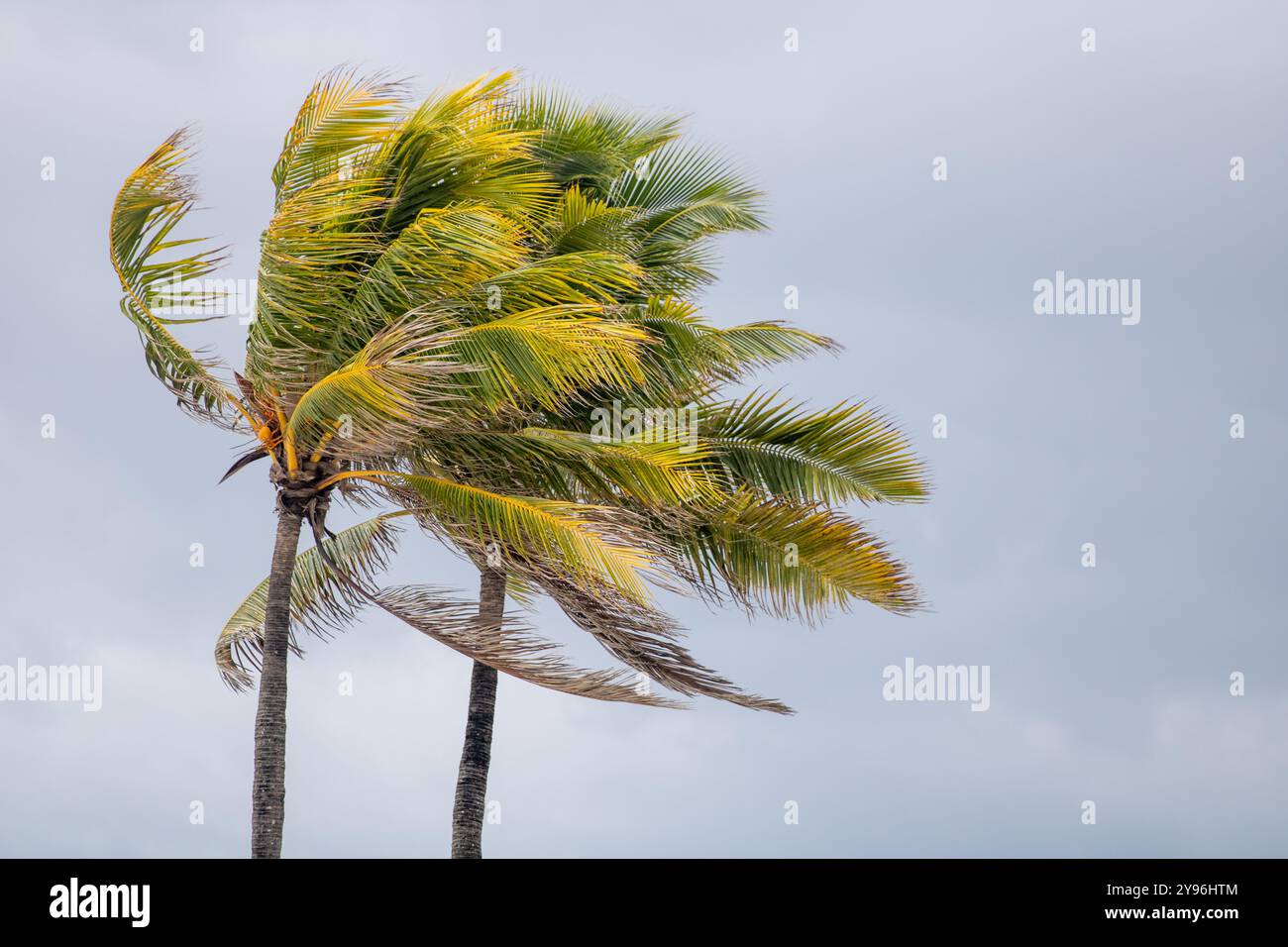 Coconut Trees in the Wind before a storm arrives Stock Photo - Alamy