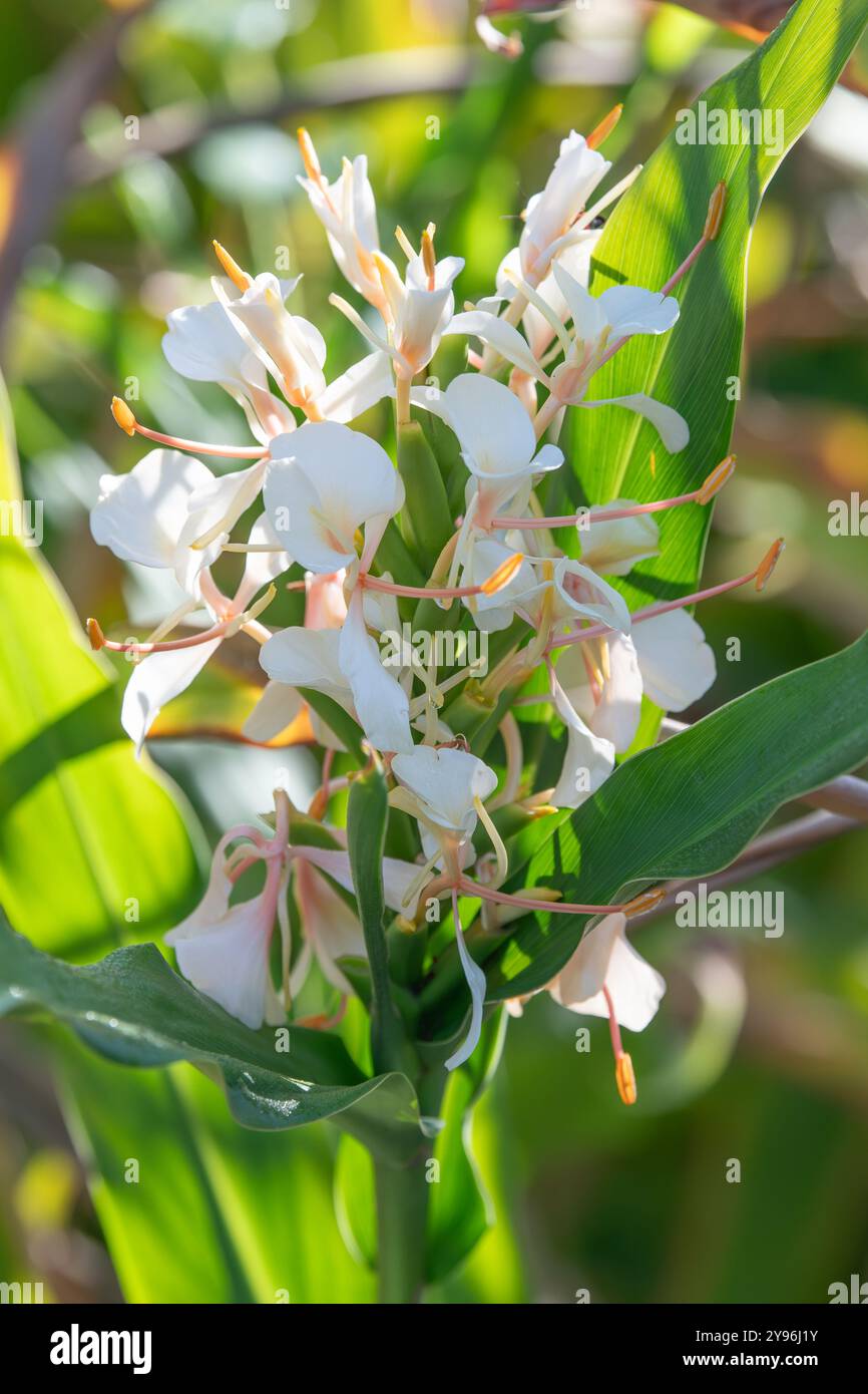 Hedychium coronarium, or Butterfly ginger, growing in a subtropical ...