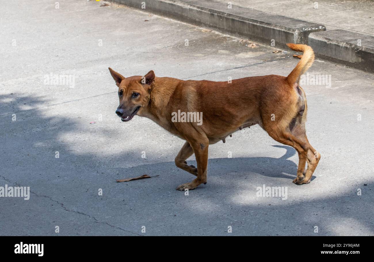 Stray animal hi-res stock photography and images - Alamy