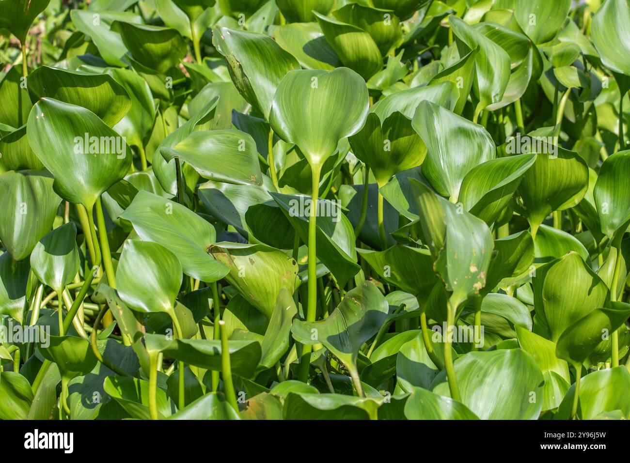 Cabbage feet hi-res stock photography and images - Alamy