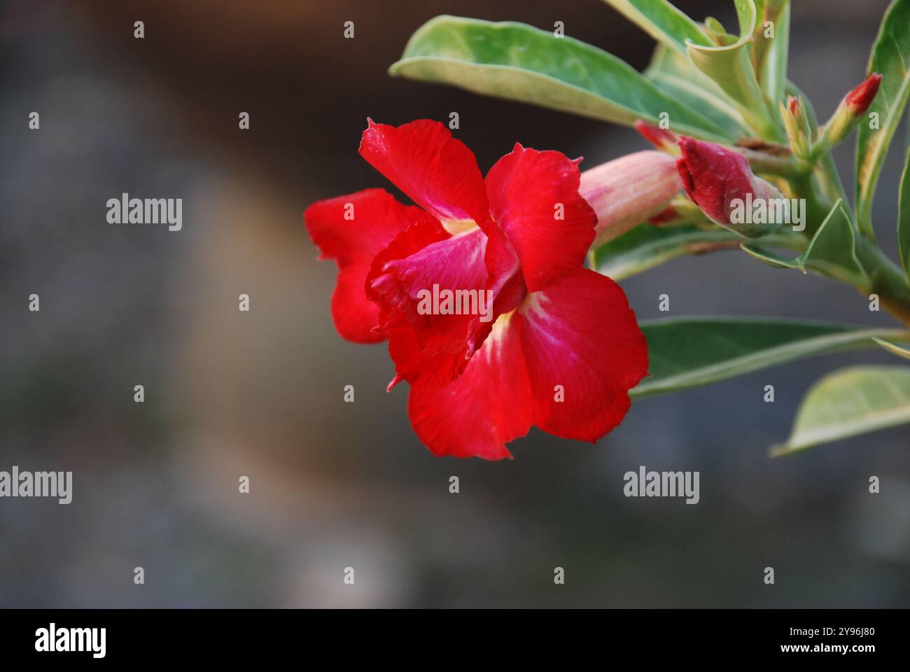 Macro photo detailed bright red adenium flowers over blur background ...