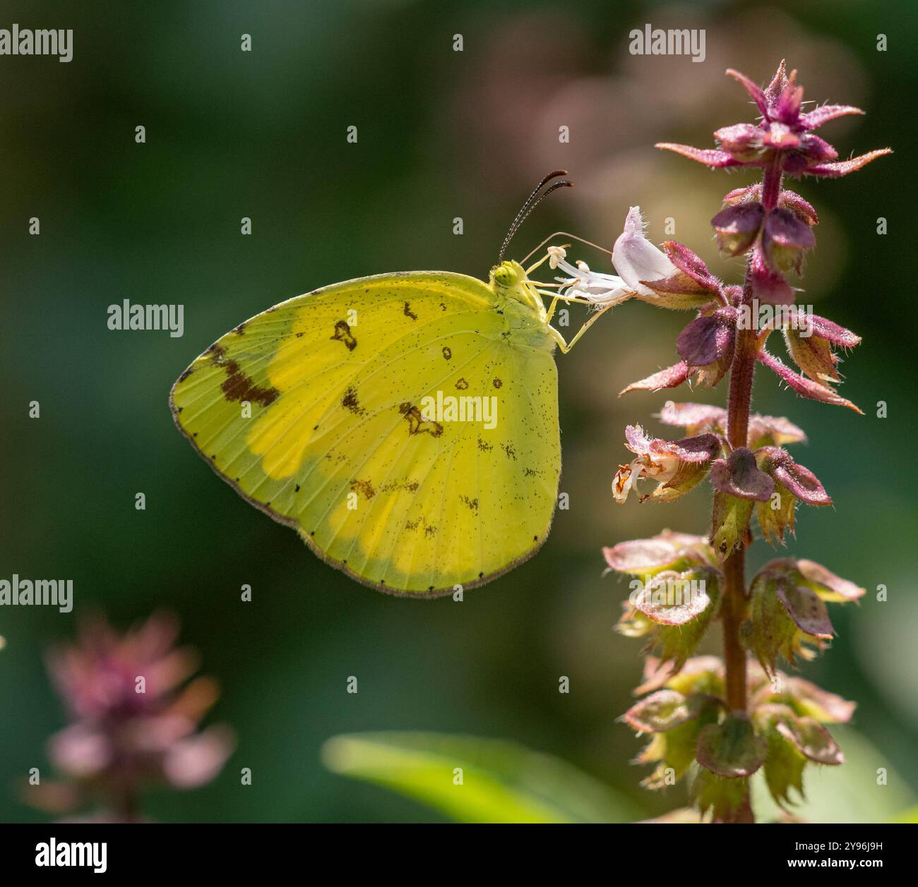Small Grass Yellow Stock Photo - Alamy