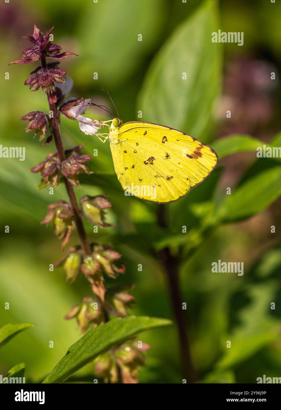 Small Grass Yellow Stock Photo - Alamy