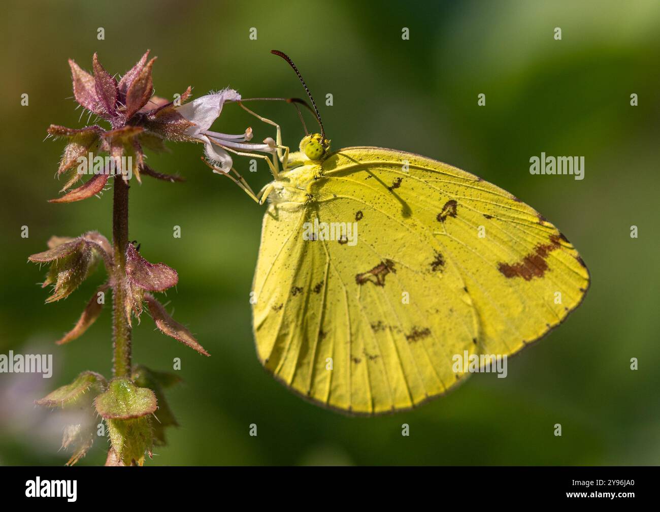 Small Grass Yellow Stock Photo - Alamy