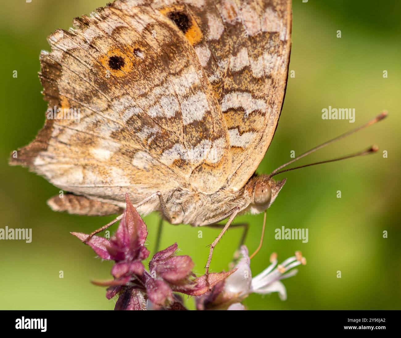 Grey pansy side view hi-res stock photography and images - Alamy