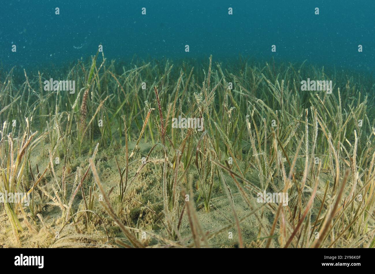 Zostera muelleri hi-res stock photography and images - Alamy
