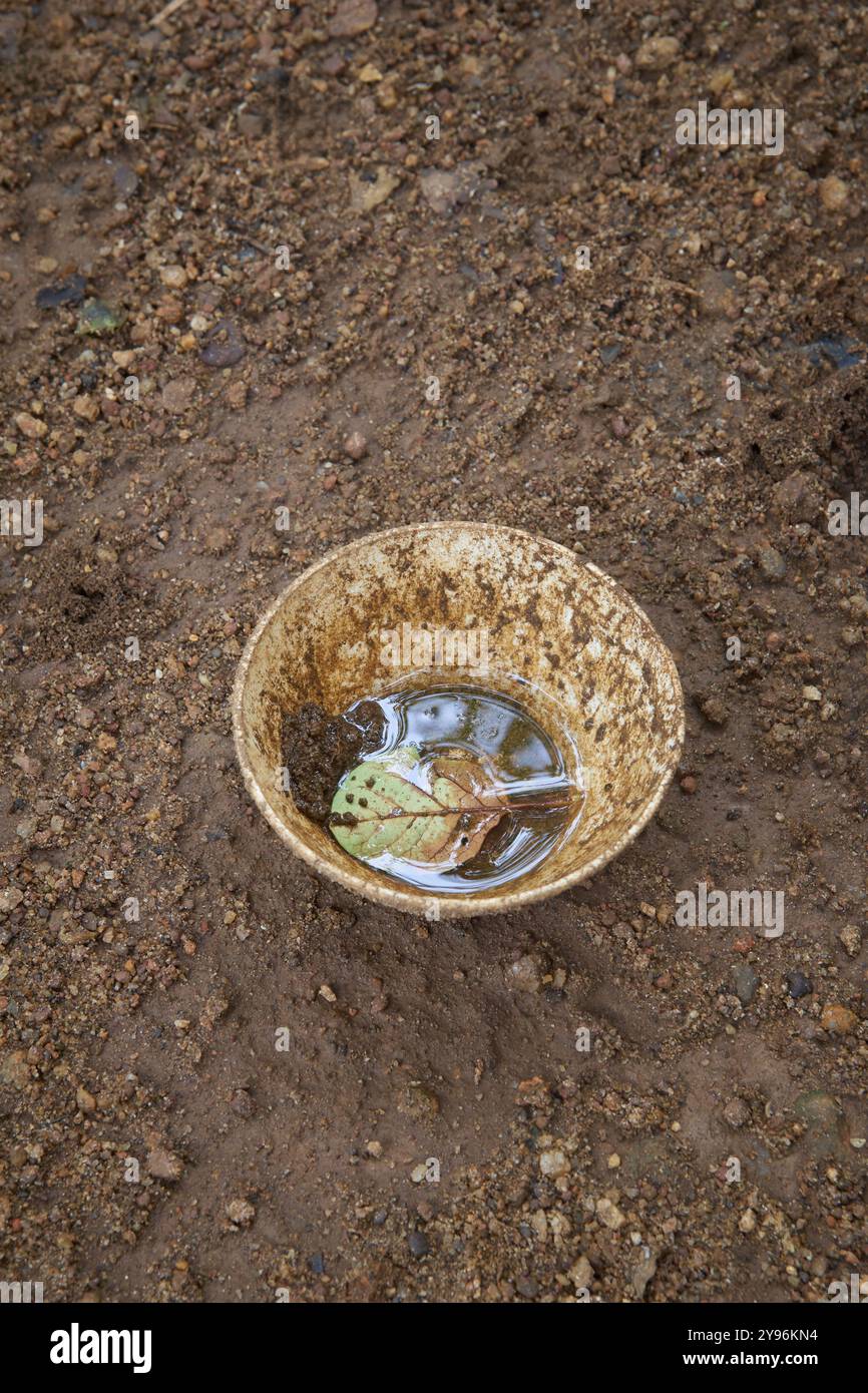 rain water collected in an old cup on garden floor, stagnant water in ...