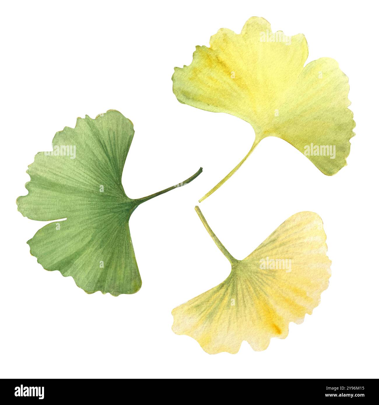 High gingko tree yellow Cut Out Stock Images & Pictures - Alamy
