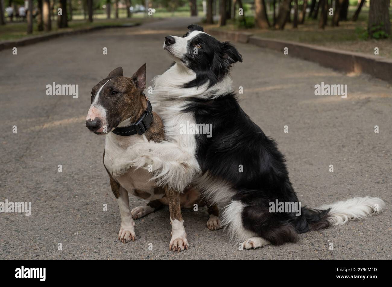 Black and white border collie hugging a brindle bull terrier on a walk ...