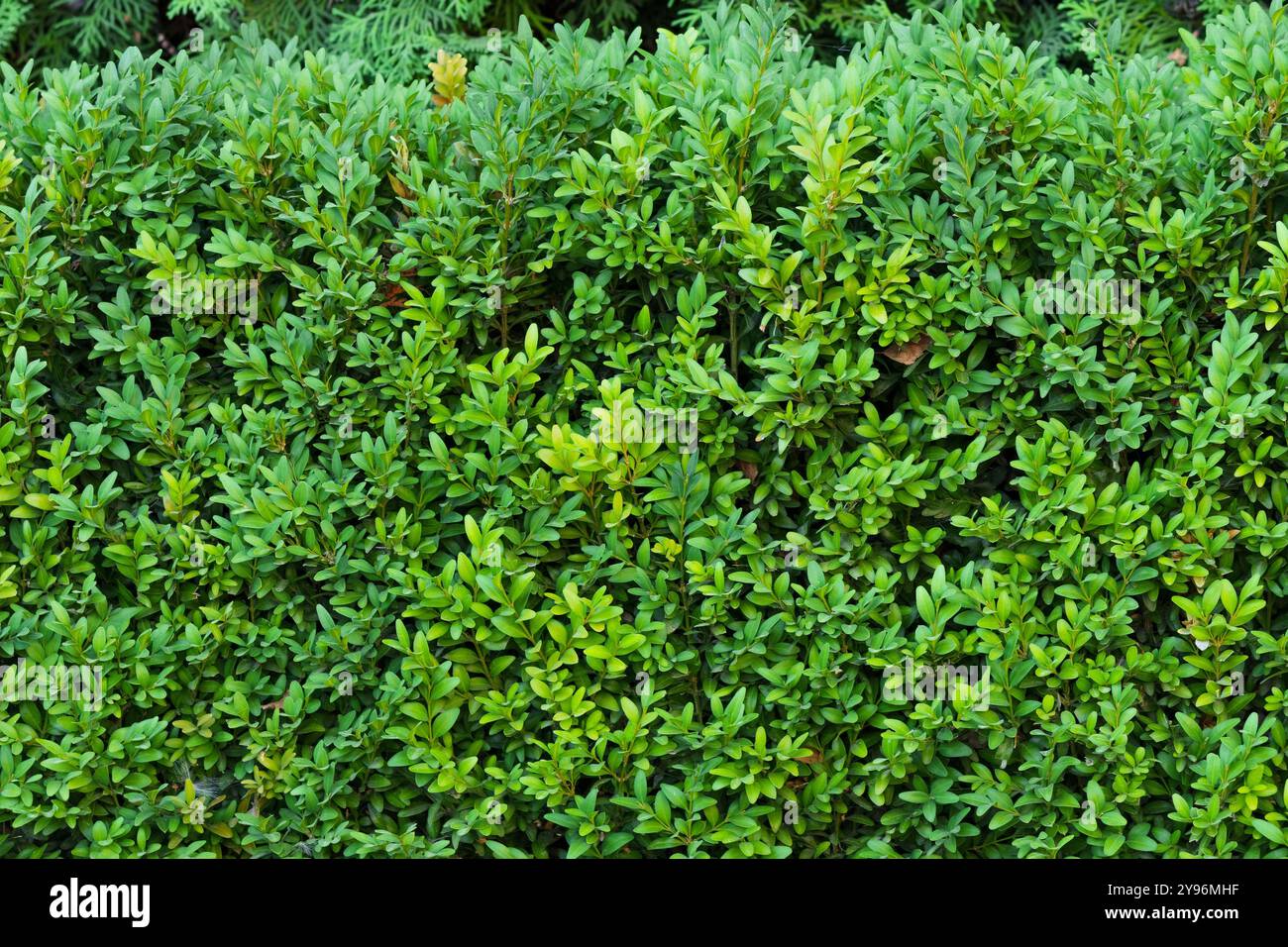 A beautiful hedge of Boxwood. Buxus plant pattern. Seamless texture of ...