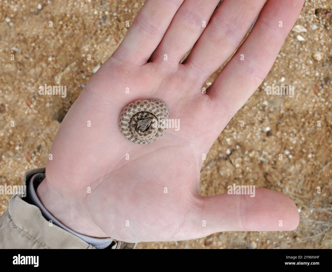 Desert Nightsnake, Hypsiglena chlorophaea deserticola, in hand Stock ...