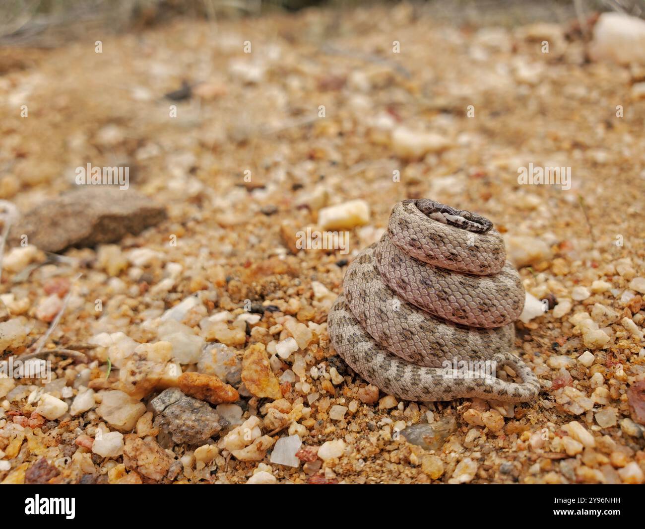 A close-up of a tiny northern desert nightsnake, Hypsiglena chlorophaea ...