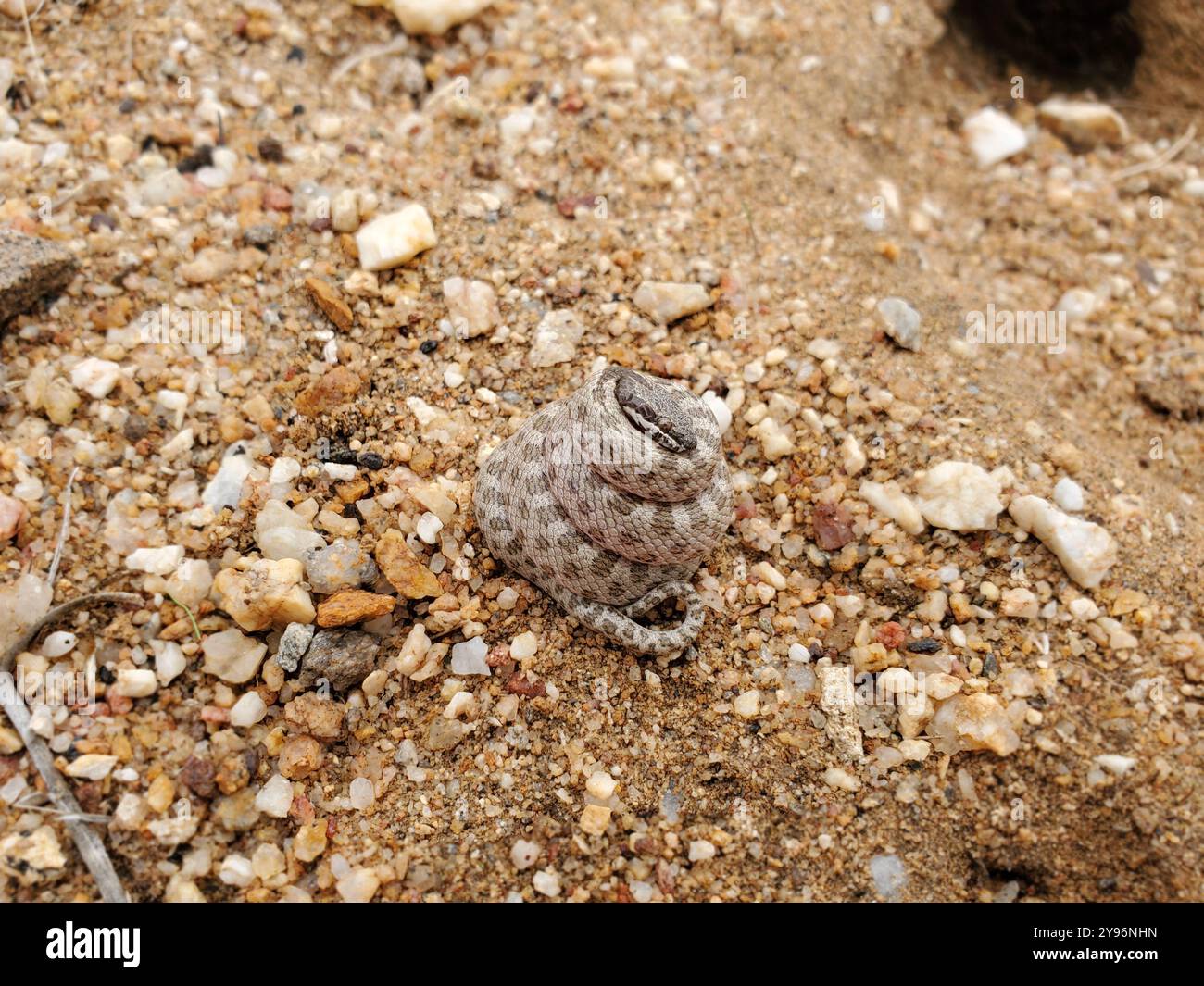 Northern Desert Nightsnake (Hypsiglena chlorophaea deserticola) tightly ...