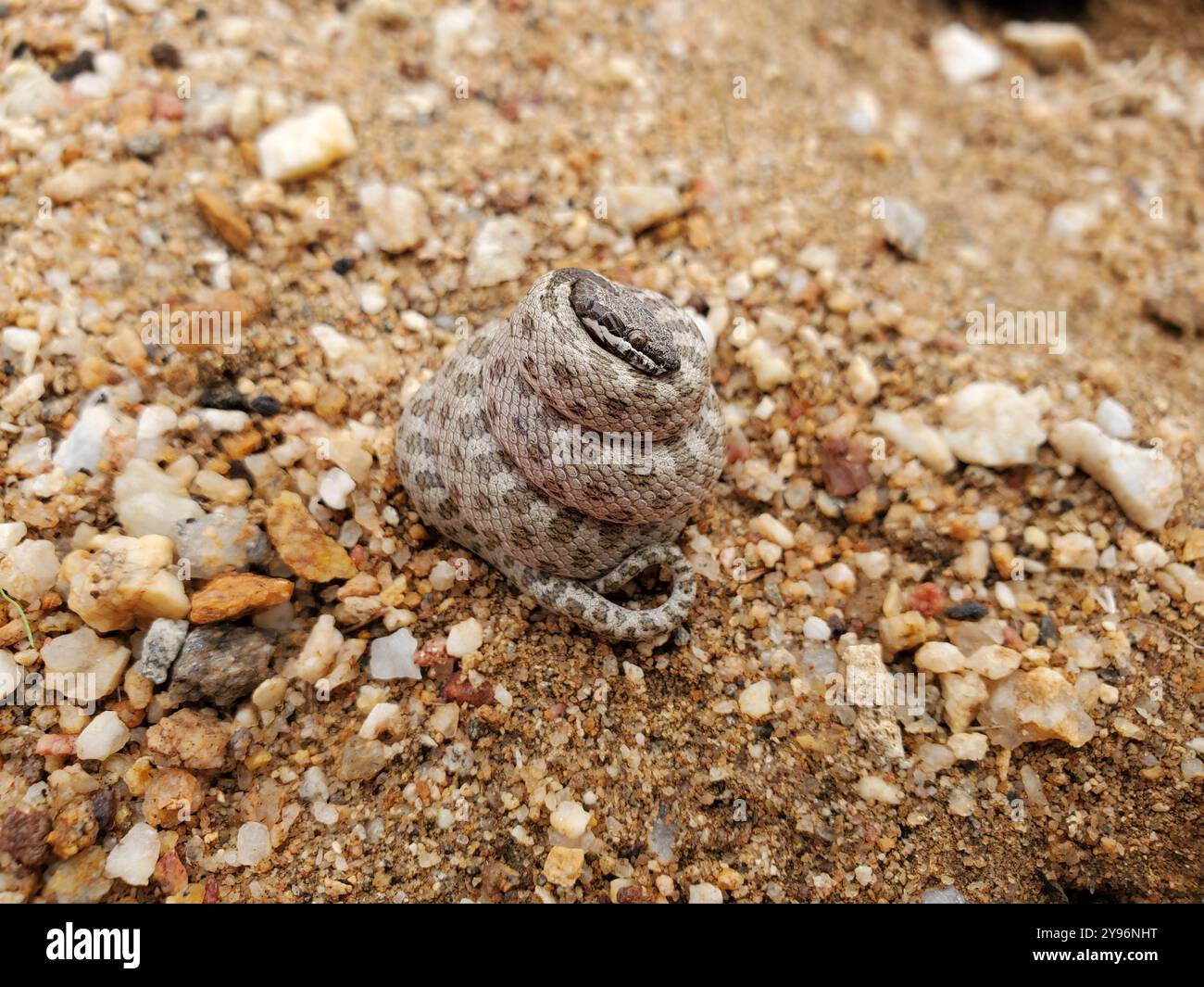 A Tightly Coiled Desert Nightsnake in California Stock Photo - Alamy