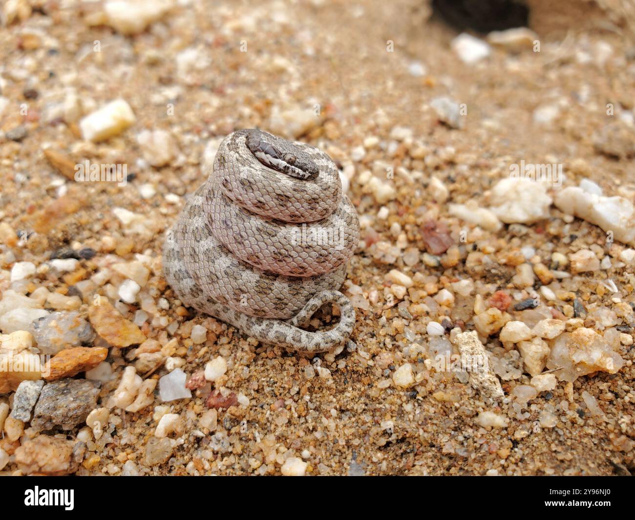 A Tiny Northern Desert Nightsnake Coiled Up Like a Spring in the Desert ...