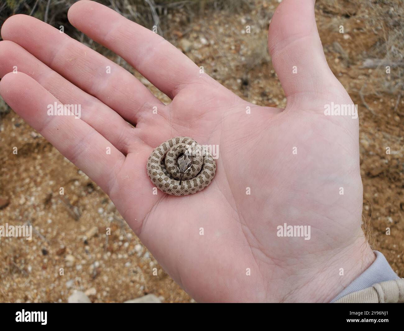 The Northern Desert Nightsnake, a non-venomous snake in a hand Stock ...