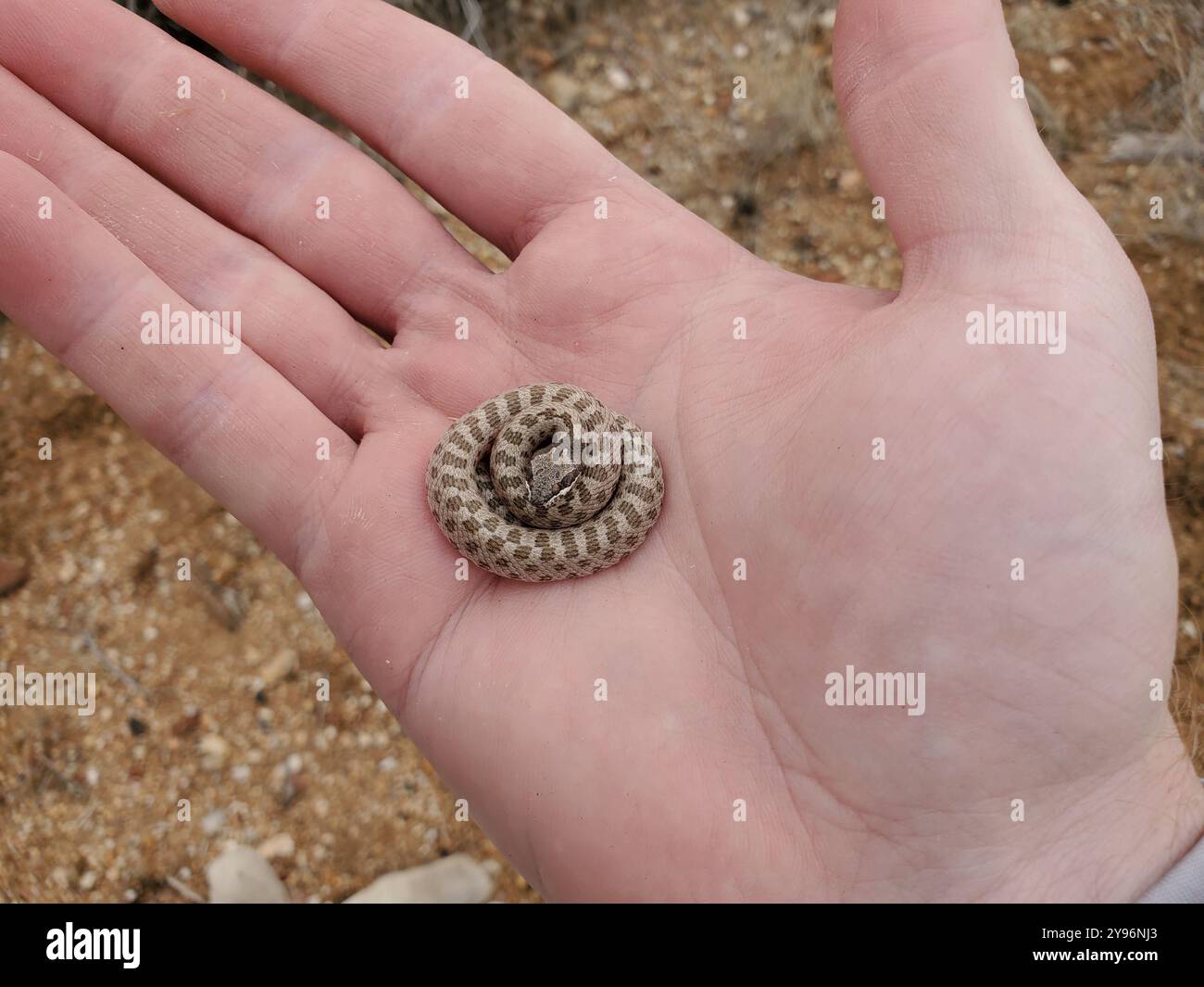 A Tiny Coiled Desert Nightsnake Coiled in a Hand Stock Photo - Alamy