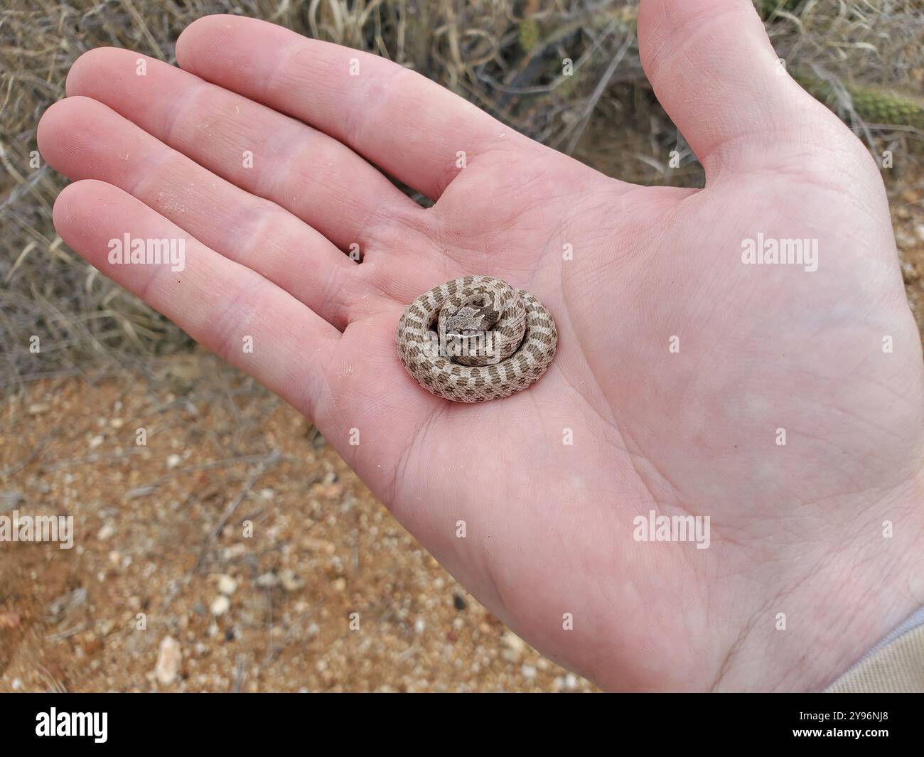 Desert Nightsnake Coiled in Hand (Hypsiglena chlorophaea deserticola ...