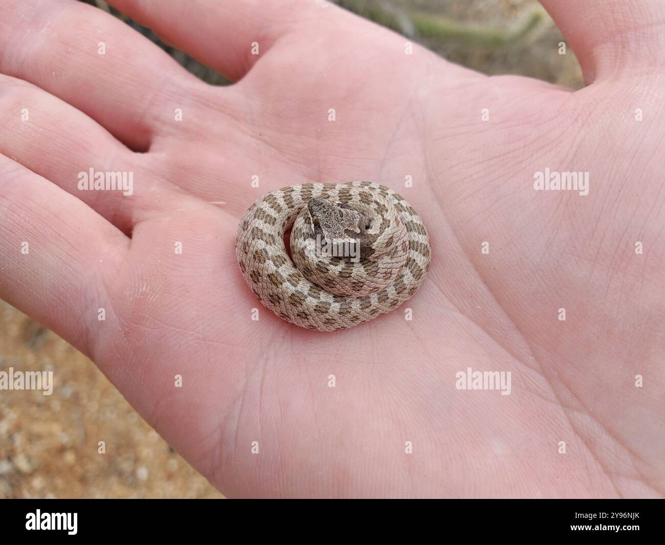 Northern Desert Nightsnake, Hypsiglena chlorophaea deserticola, in hand ...