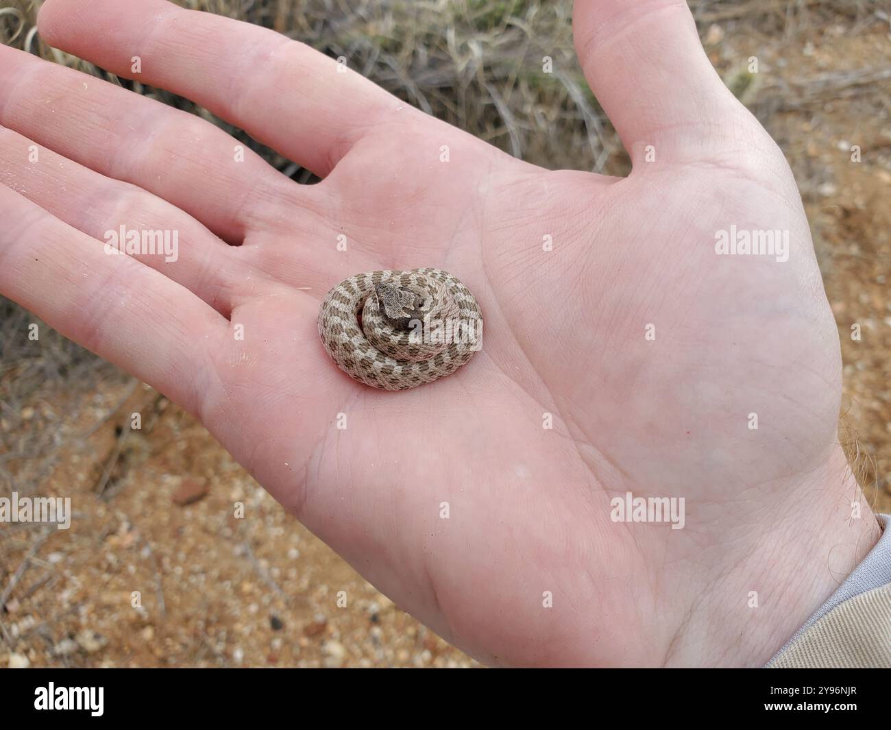 A Tiny Desert Nightsnake (Hypsiglena deserticola) coiled in a hand ...