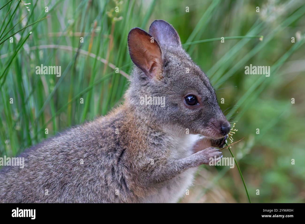 Red-necked Paddymelon feeding on grasses Stock Photo - Alamy