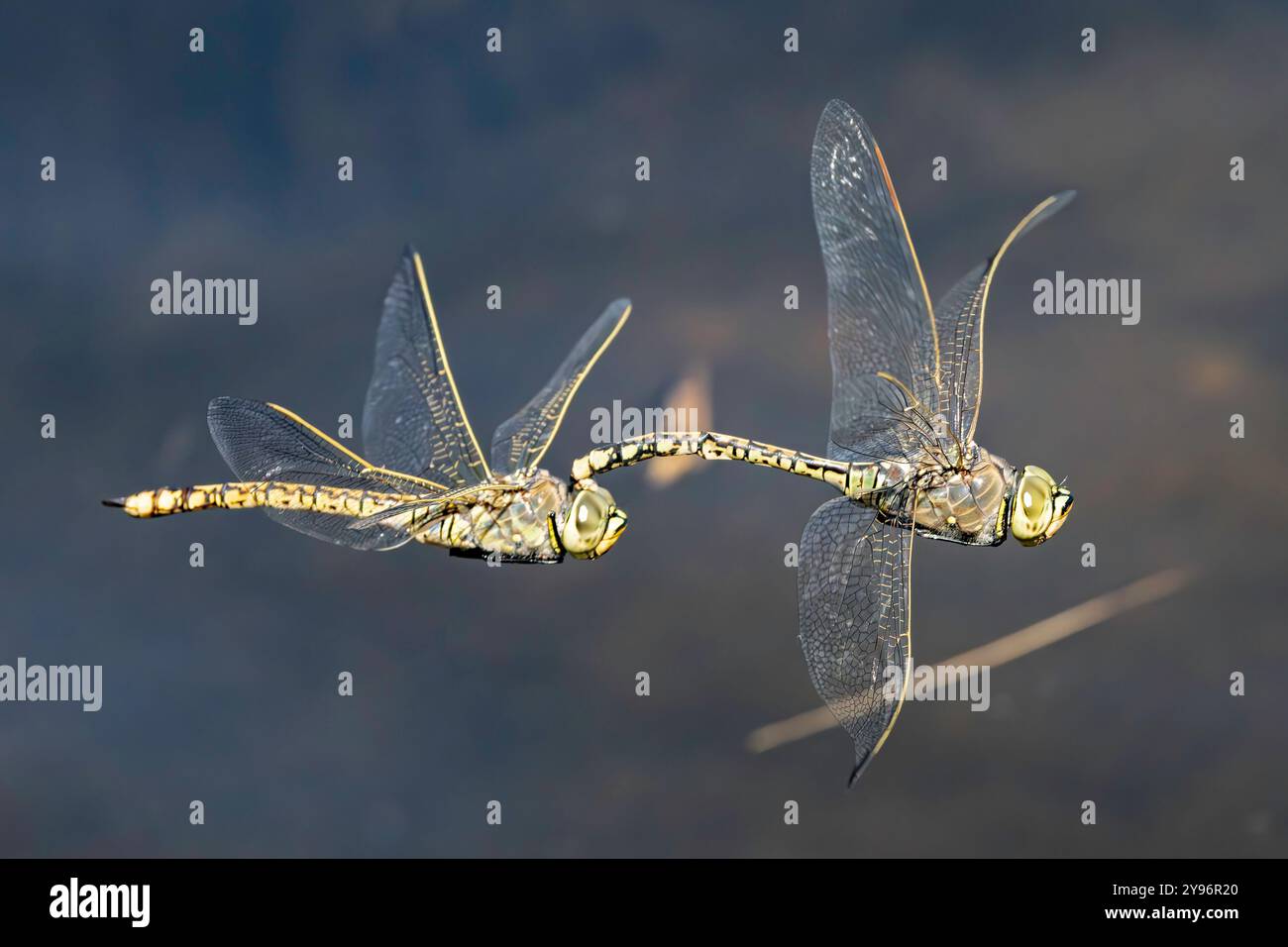 Australian dragonflies hi-res stock photography and images - Alamy