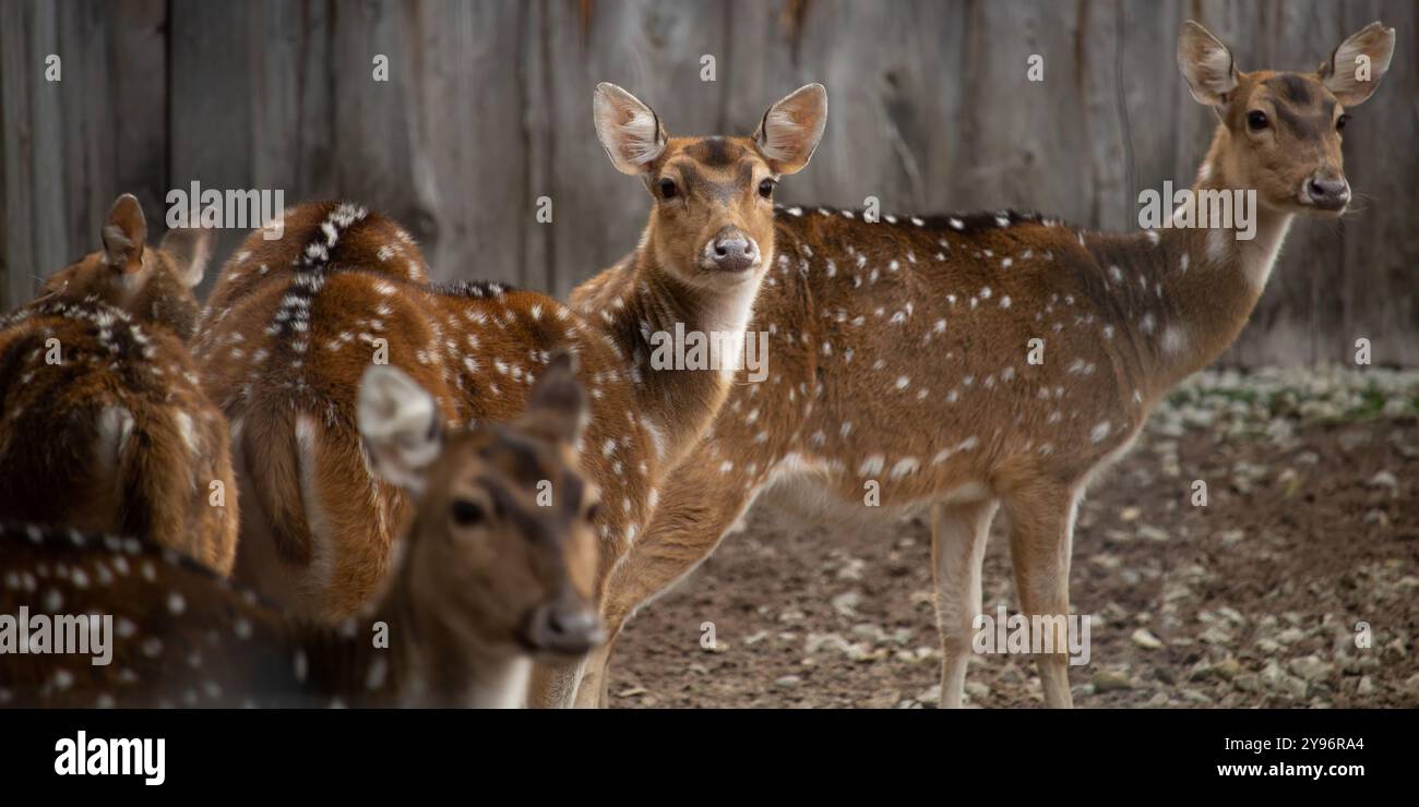 Chital (Axis axis), also known as the spotted deer or axis deer Stock ...