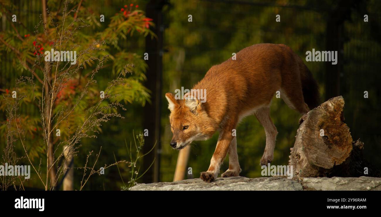 The dhole (Cuon alpinus) or Asian wild dog running, Red wild Indian dog ...