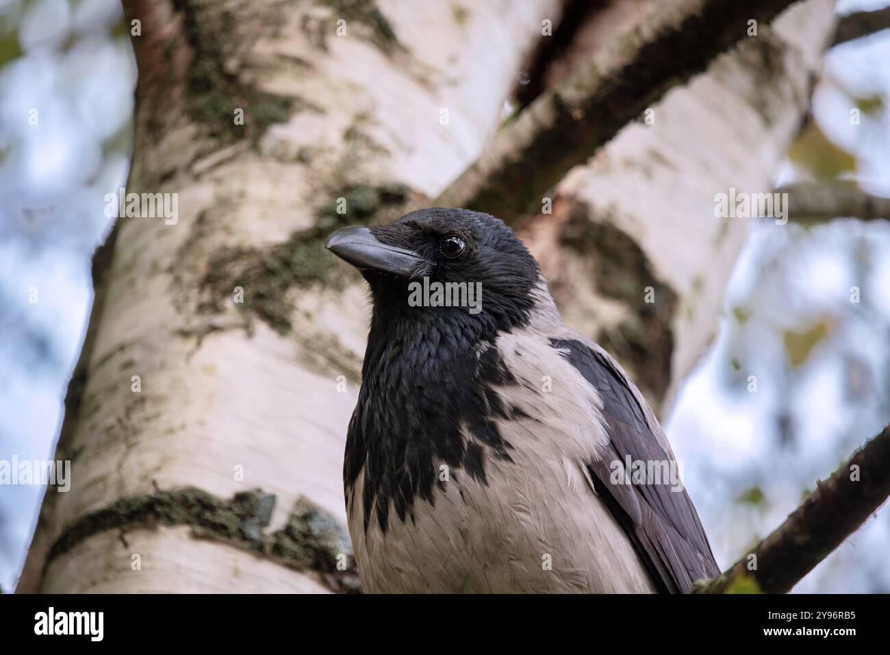 Portrait of a gray crow. Hooded Crow, Corvus cornix is a Eurasian bird ...