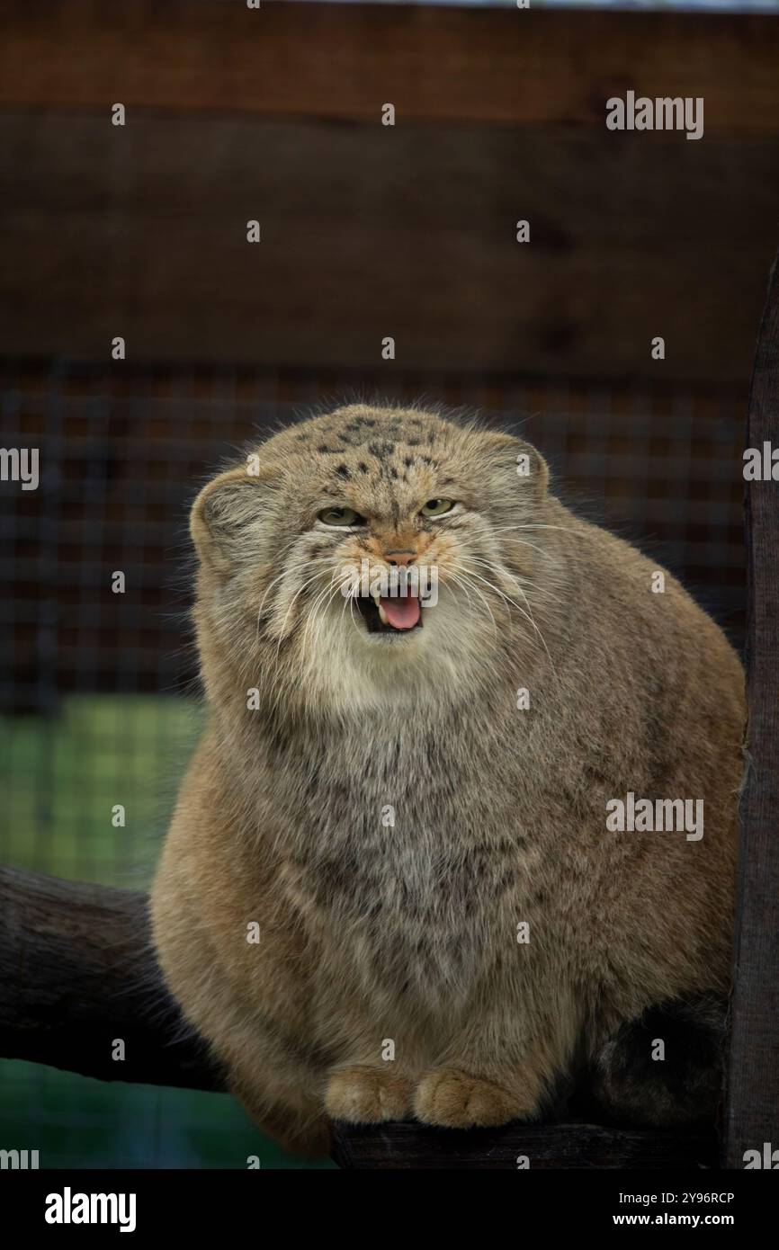 Pallas cat (Otocolobus manul). Manul is living in the grasslands and ...
