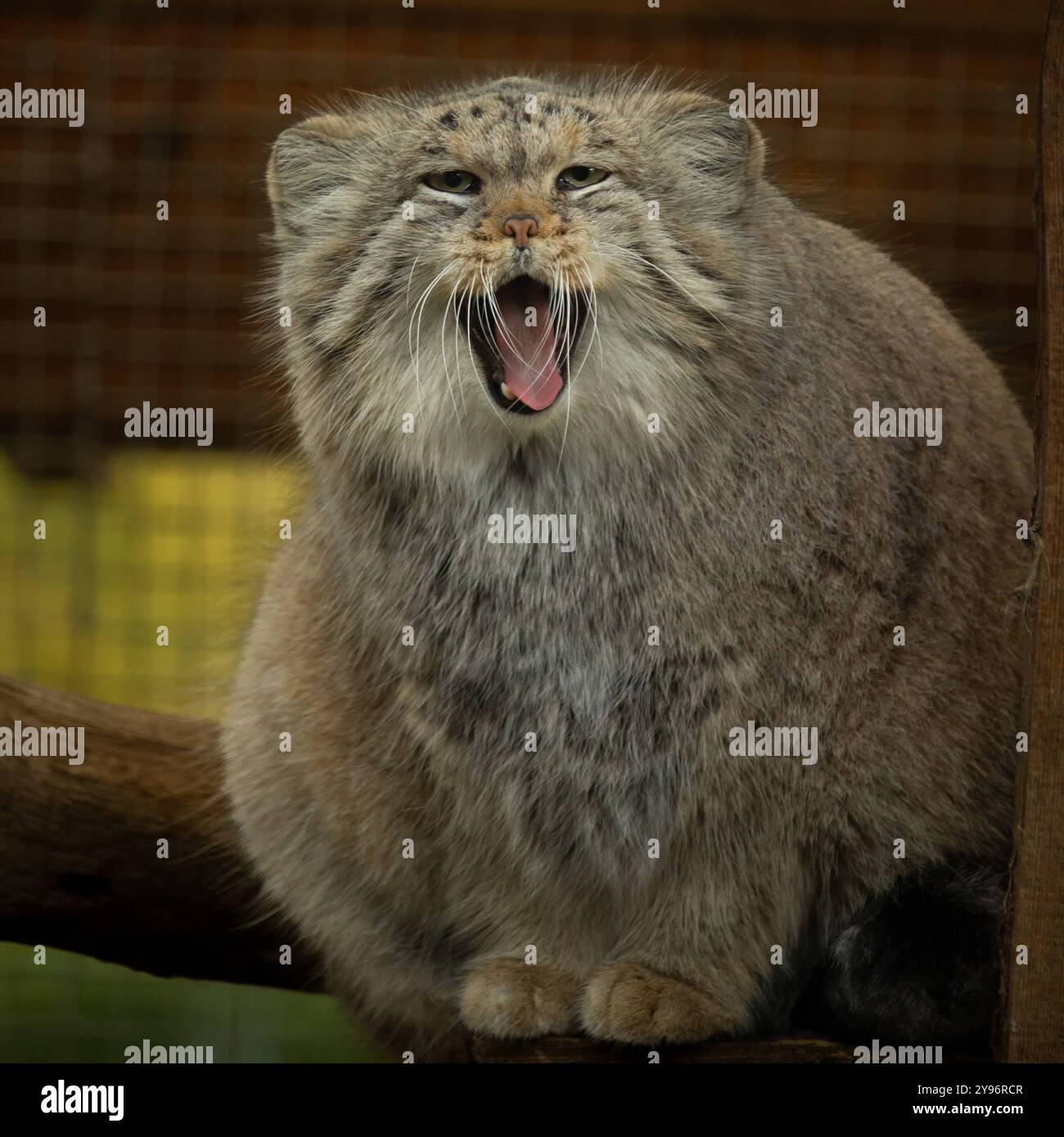 Pallas cat (Otocolobus manul). Manul is living in the grasslands and ...