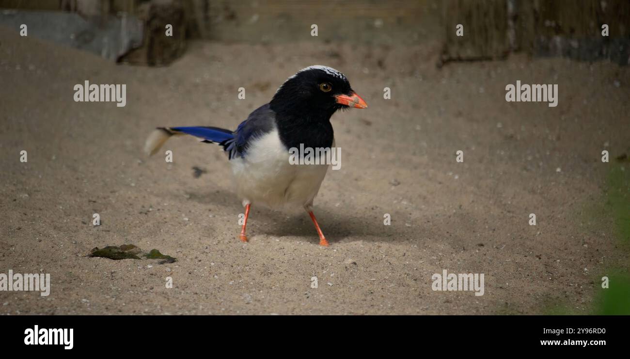 An attractive Red-billed Blue Magpie (Urocissa erythroryncha Stock ...