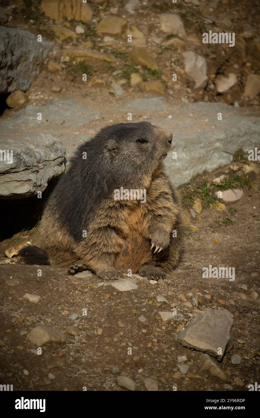 Marmot eating grass. Closeup alpine marmot in the French Alps in summer ...