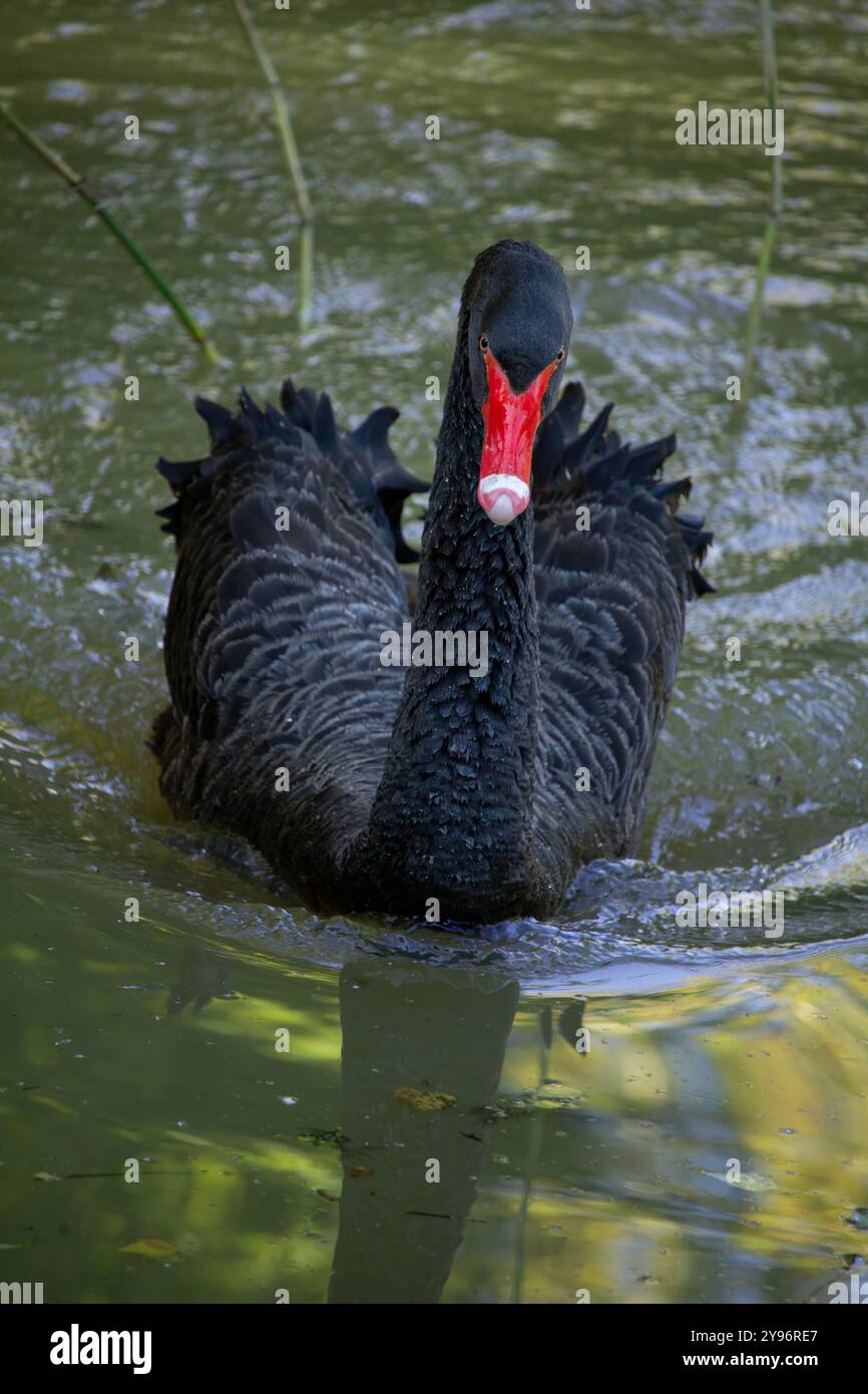 The Black Swan (Cygnus atratus) is a large waterbird, a species of swan ...