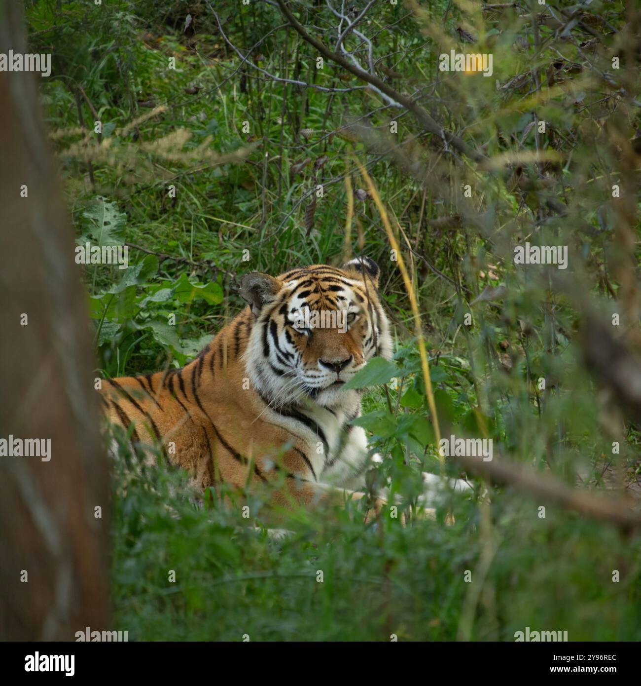 Resting Amur tiger Panthera tigris altaica in grass Stock Photo - Alamy