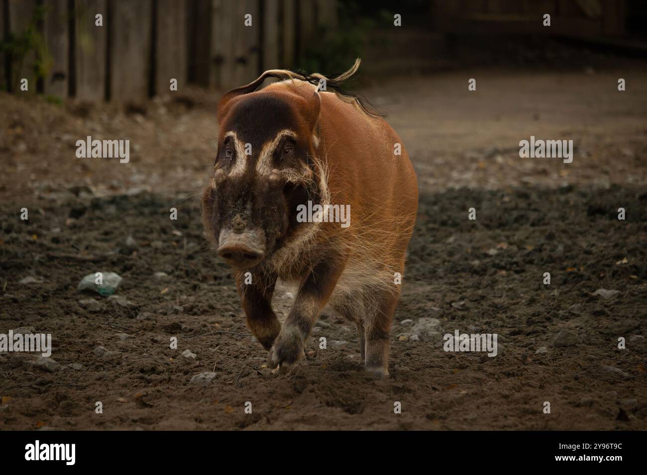 Mature specimen of red river hog or potamochoerus porcus pictus Stock ...