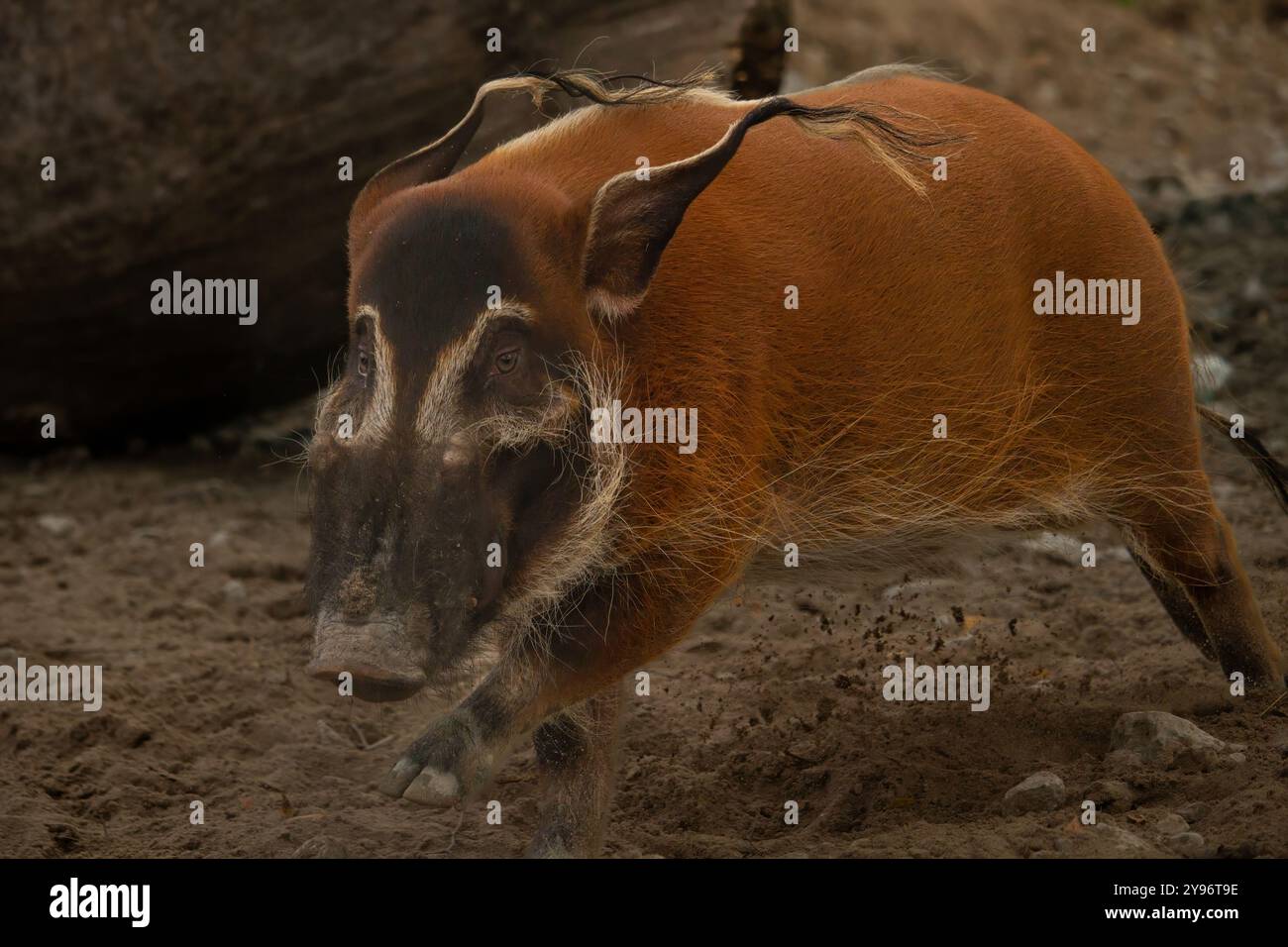 Red river hog (Potamochoerus porcus), also known as the bush pig Stock ...