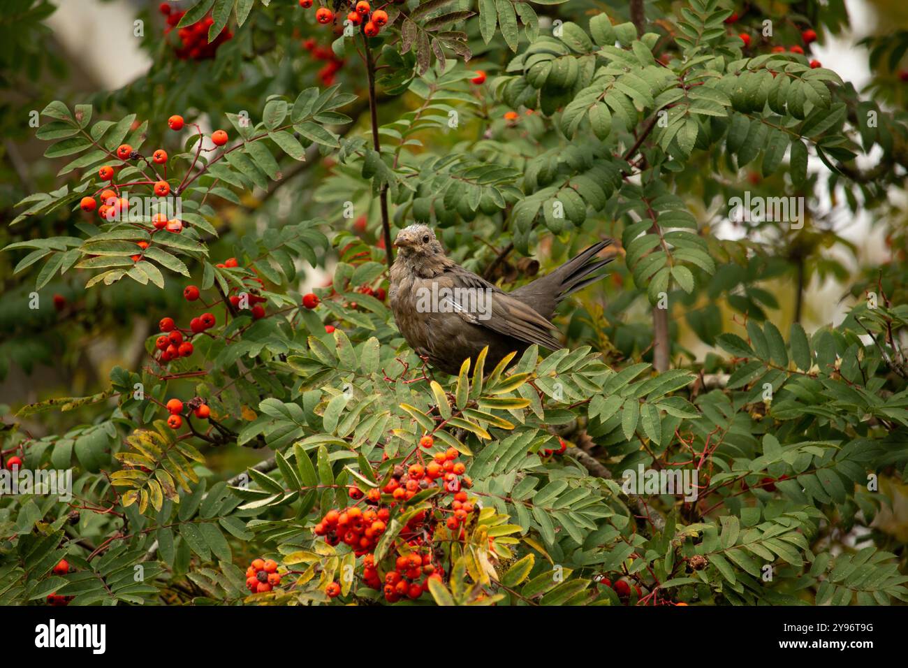 Blackbird Turdus merula (Turdidae) Feeding on berries on a Rowan ...
